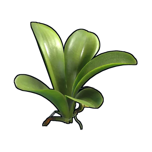 Orchid Clone - Rust - Corrosion Hour