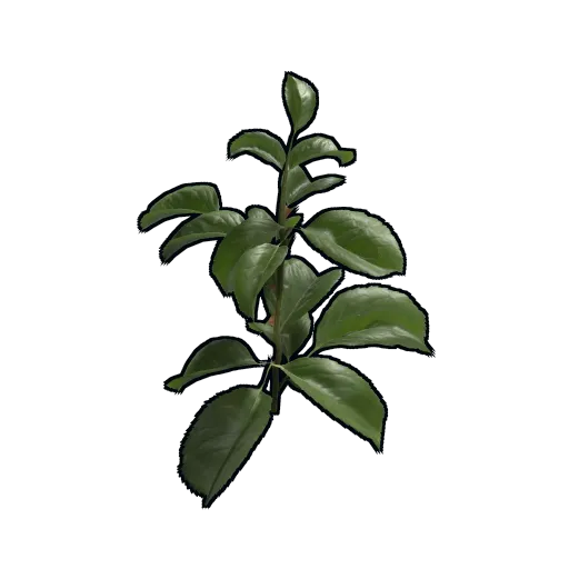 Rose Clone - Rust - Corrosion Hour