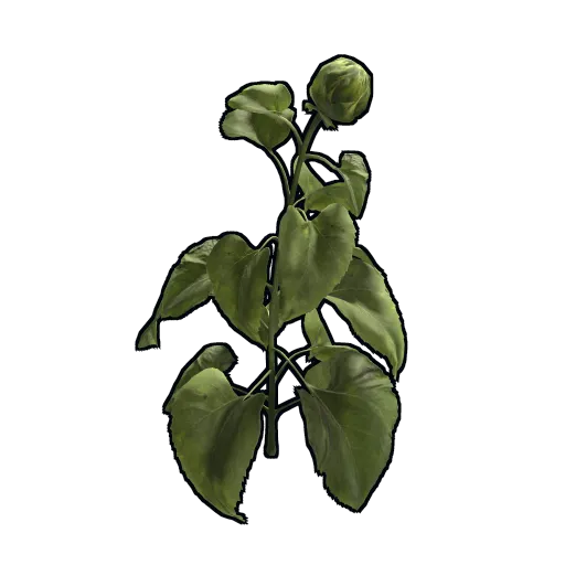 Sunflower Clone - Rust - Corrosion Hour