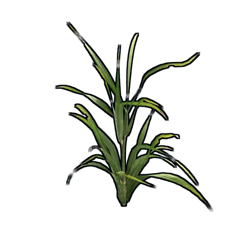 Wheat Clone - Rust - Corrosion Hour