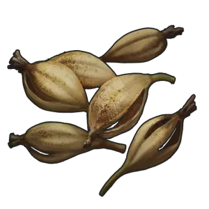 Orchid Seed - Rust - Corrosion Hour