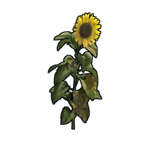 RUST Sunflower - Corrosion Hour